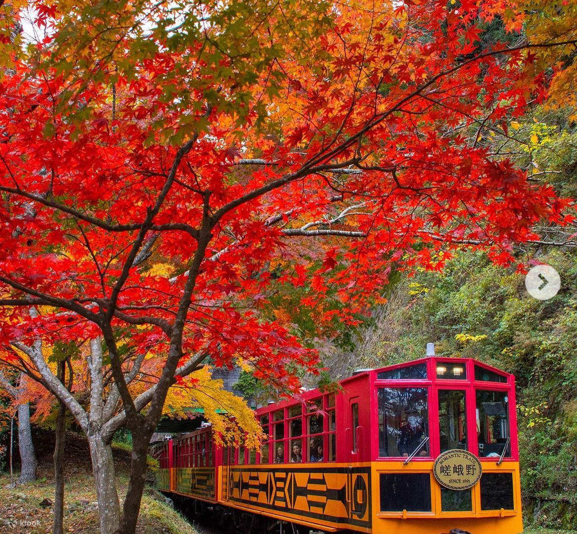 [Kyoto, Nara, Arashiyama Train Cherry Blossoms One Day Tour] Hotel pick ...